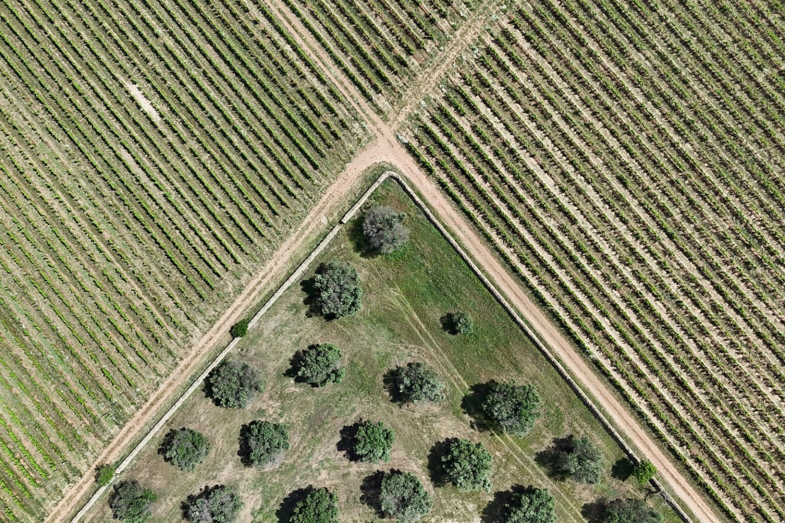Matrimonio a Masseria Cuturi: nozze romantiche tra vigne e corte pugliese